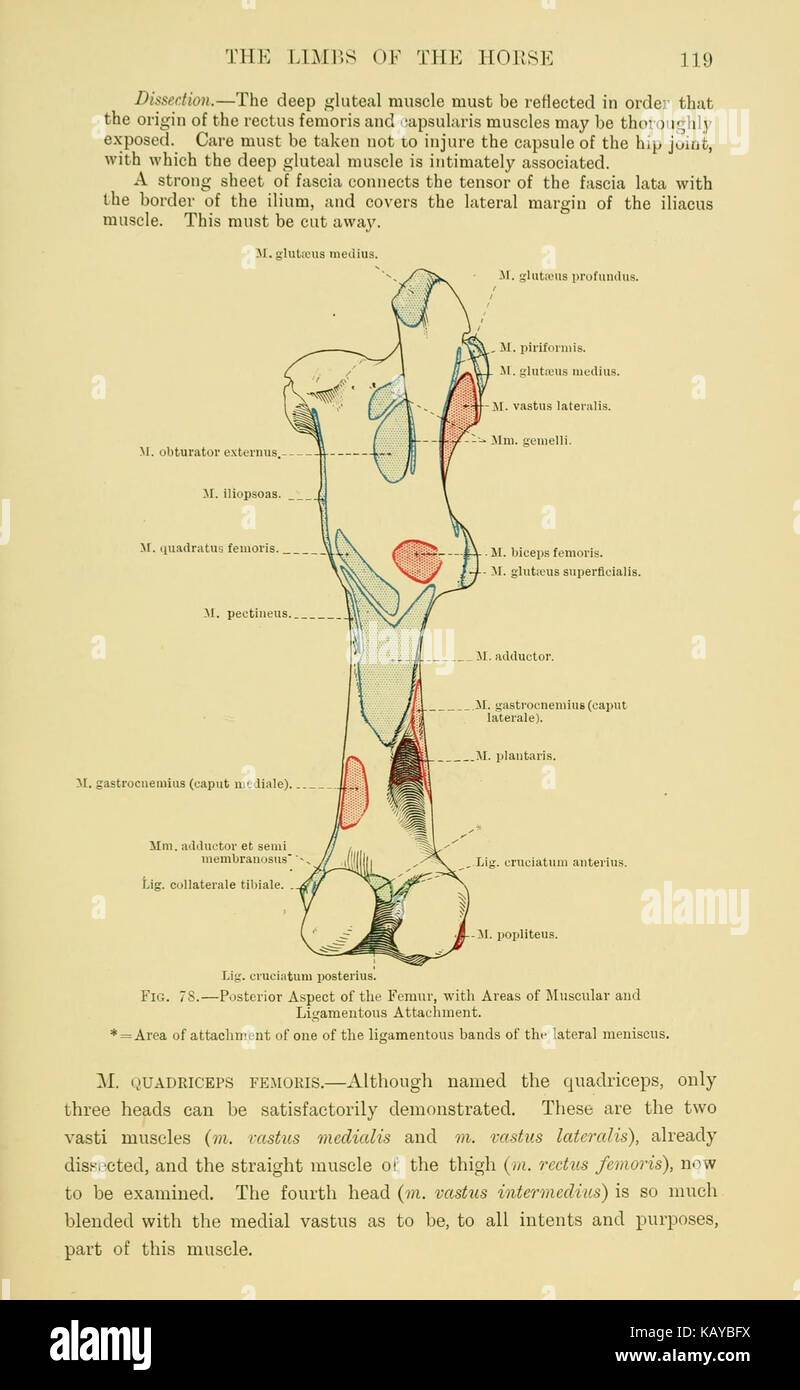This page presents the topographical anatomy of the horse's limbs ...