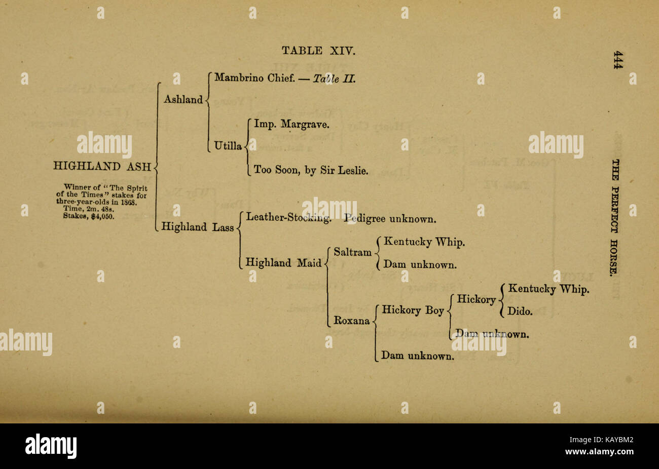 Perfect horse hi-res stock photography and images - Alamy