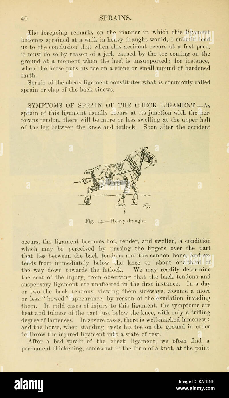 Veterinary notes for horse owners (Page 40) BHL23778454 Stock Photo - Alamy