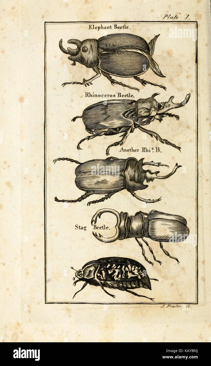 Natural history of insects hi-res stock photography and images - Alamy