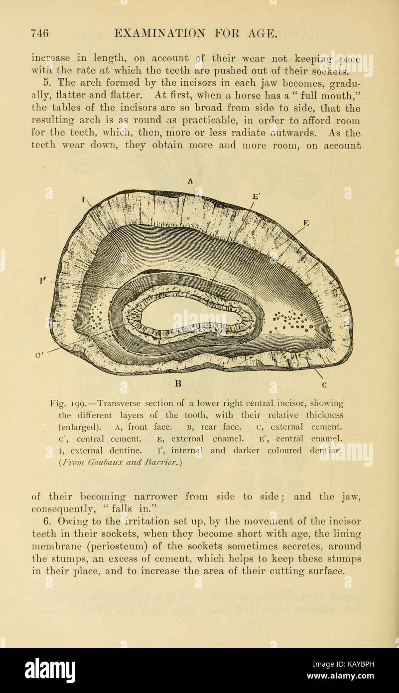 Veterinary notes for horse owners (Page 746) BHL23779160 Stock Photo ...