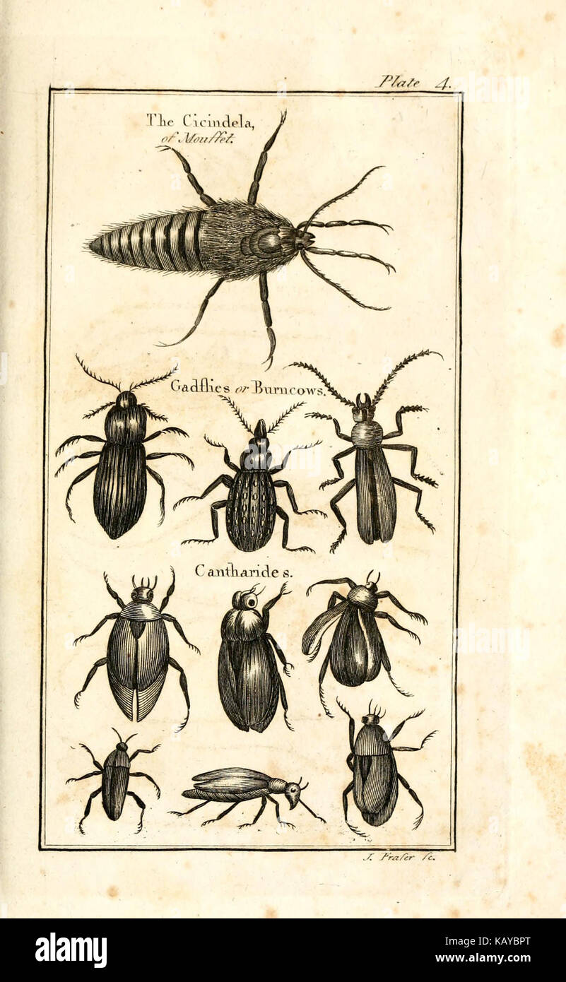 Insects plate hi-res stock photography and images - Alamy