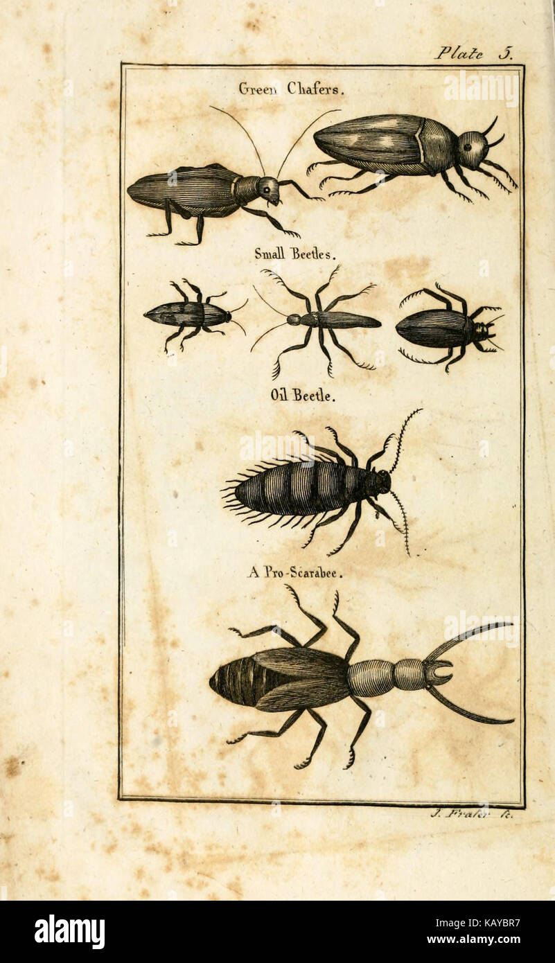 The natural history of insects (Plate 5) (6309424254 Stock Photo - Alamy