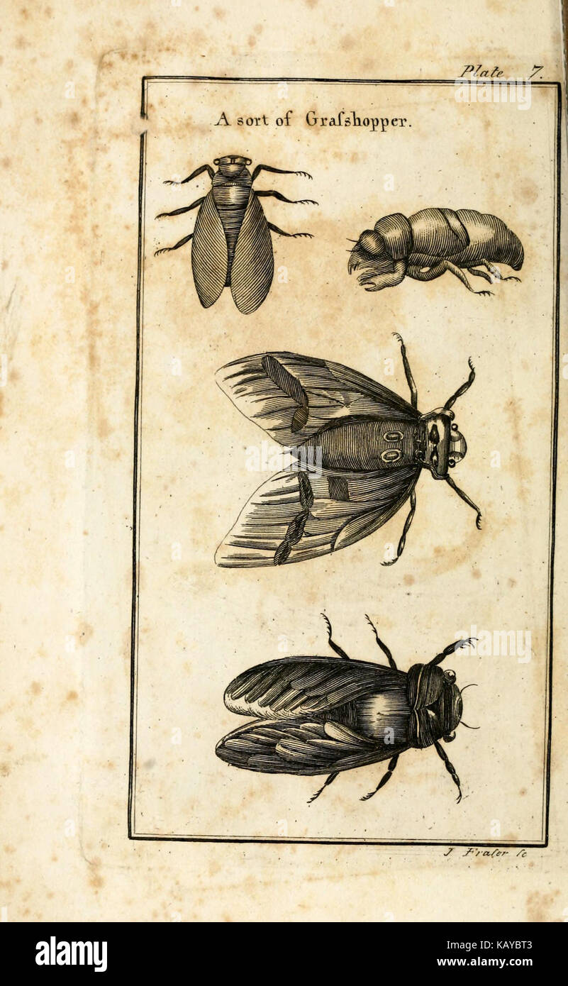 The natural history of insects (Plate 7) (6308904909 Stock Photo - Alamy