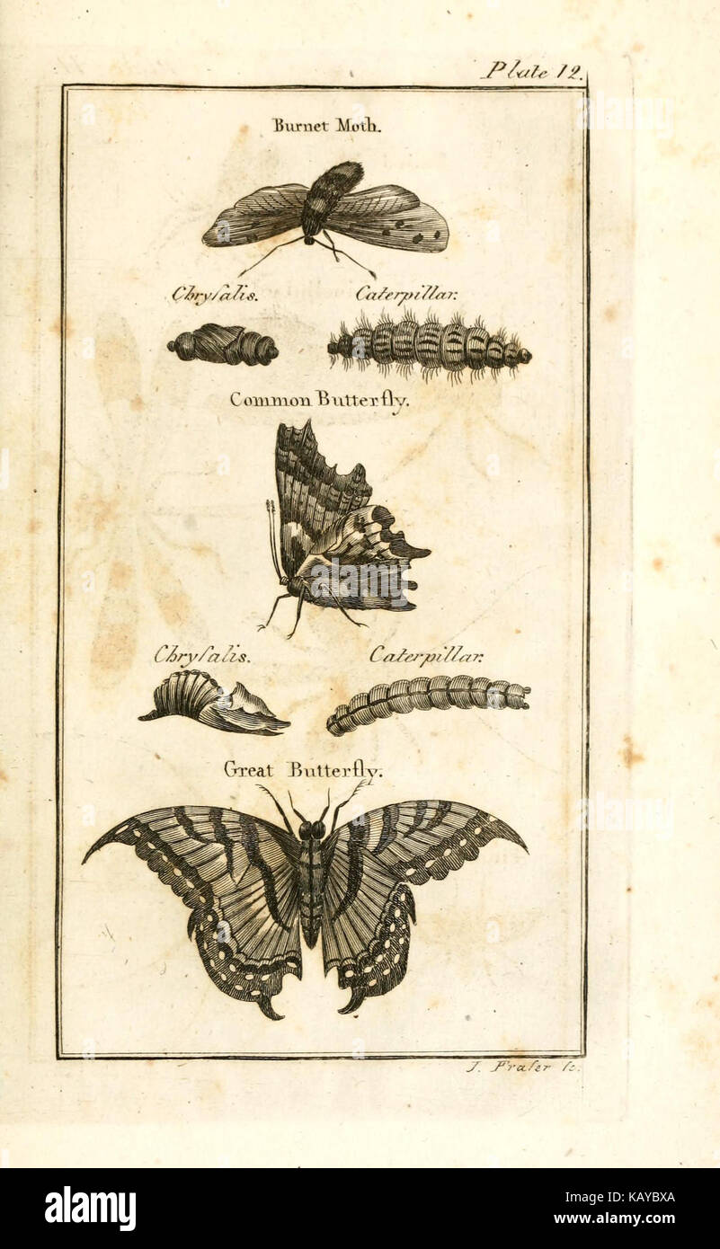 Insects plate hi-res stock photography and images - Alamy