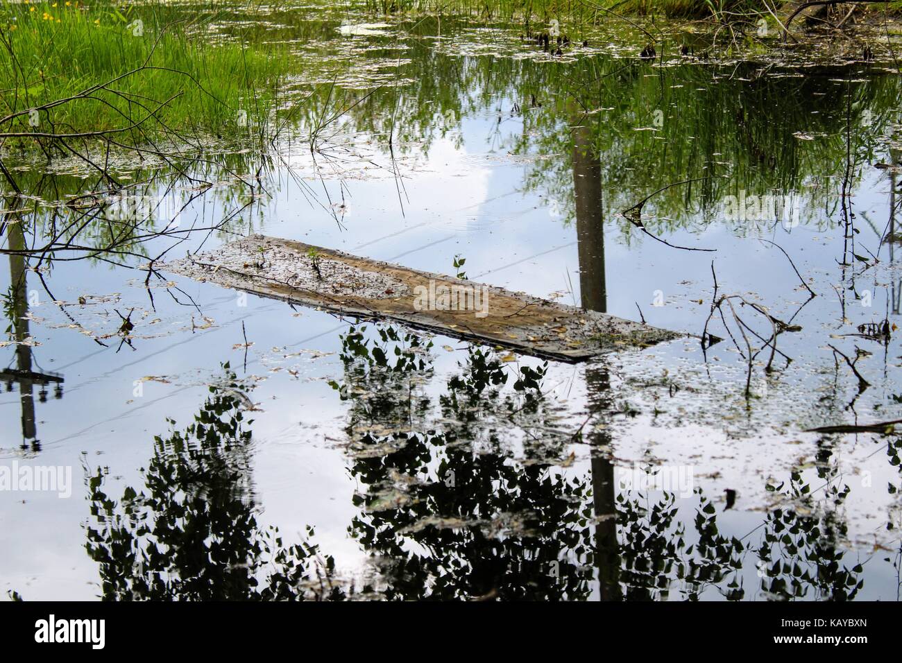 A board floating in the waters of a stagnant pond. Shadows of trees are ...