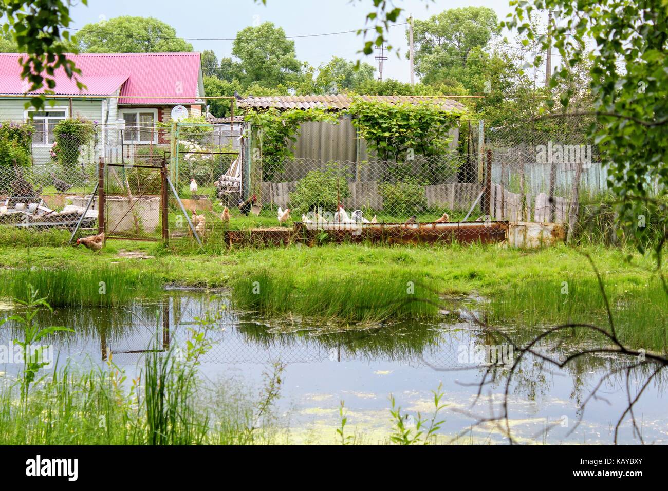 A small pond in front of the farmer's house. On the farm territory you ...