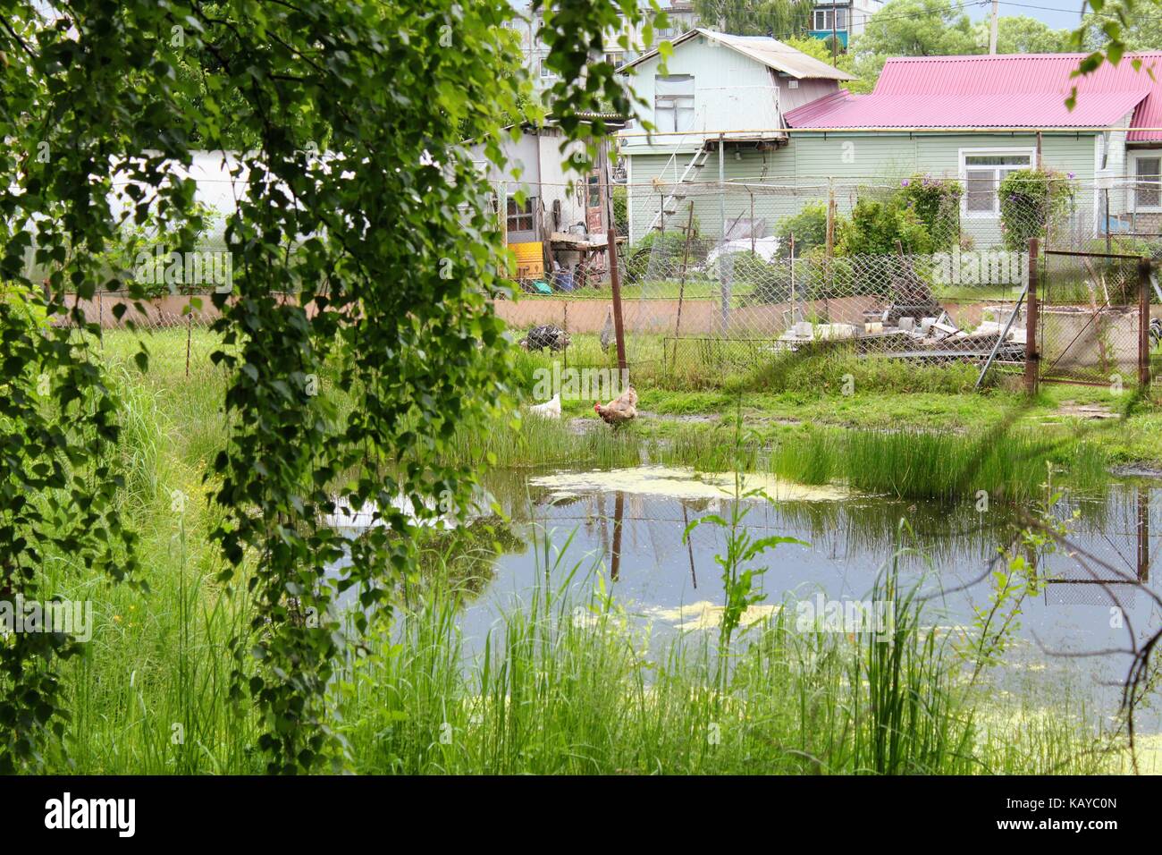 A small pond in front of the farmer's house. On the farm territory you ...