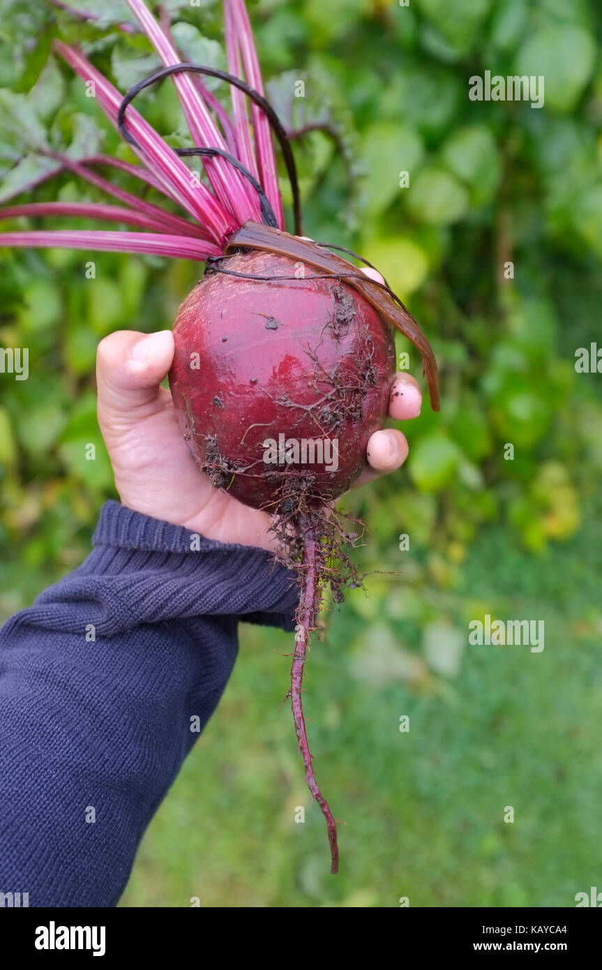 Beetroot holding hi-res stock photography and images - Alamy