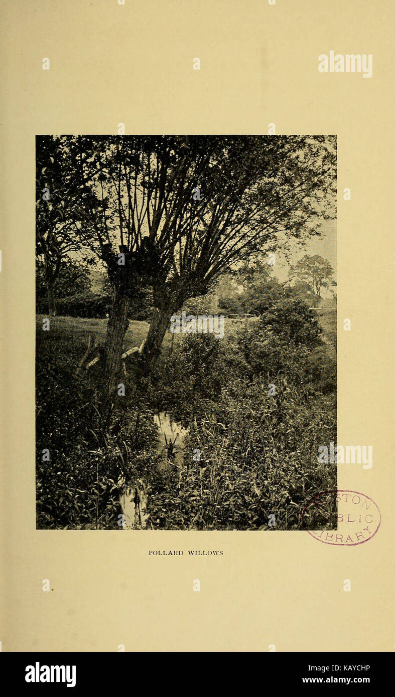 Trees in nature, myth and art (Plate) (6376506395 Stock Photo - Alamy