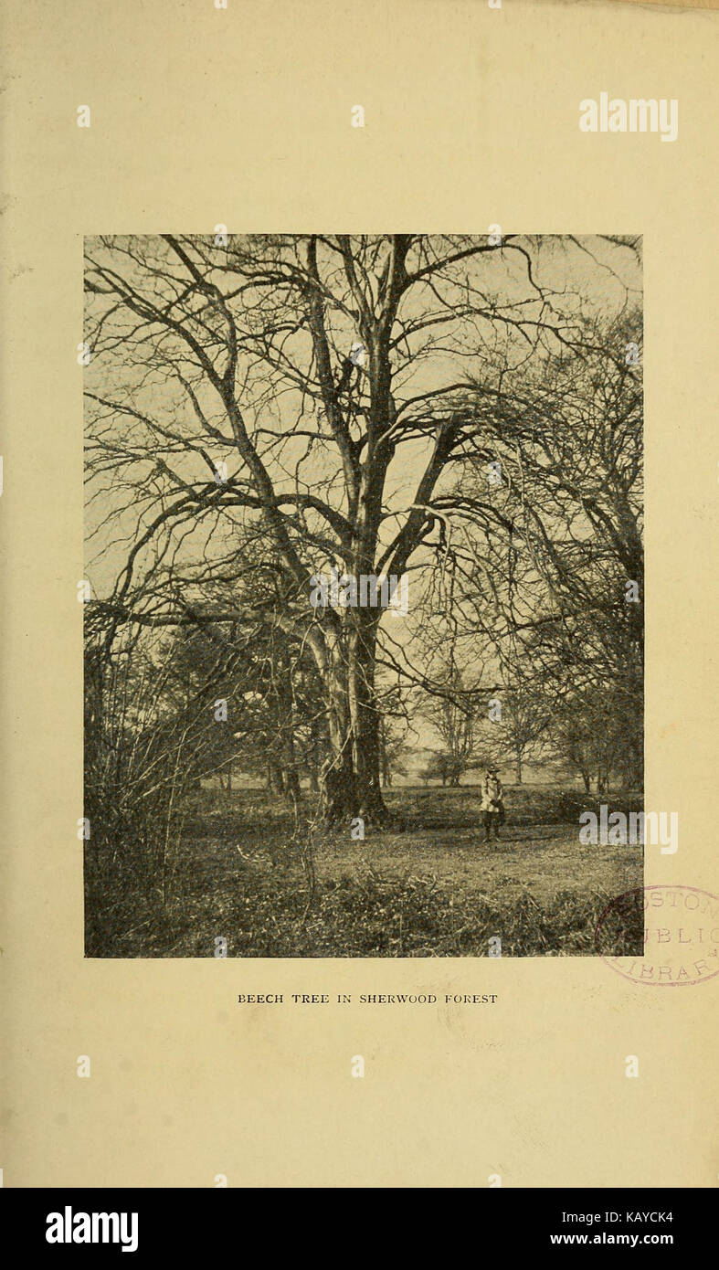 Trees in nature, myth and art (Plate) (6376507965 Stock Photo - Alamy