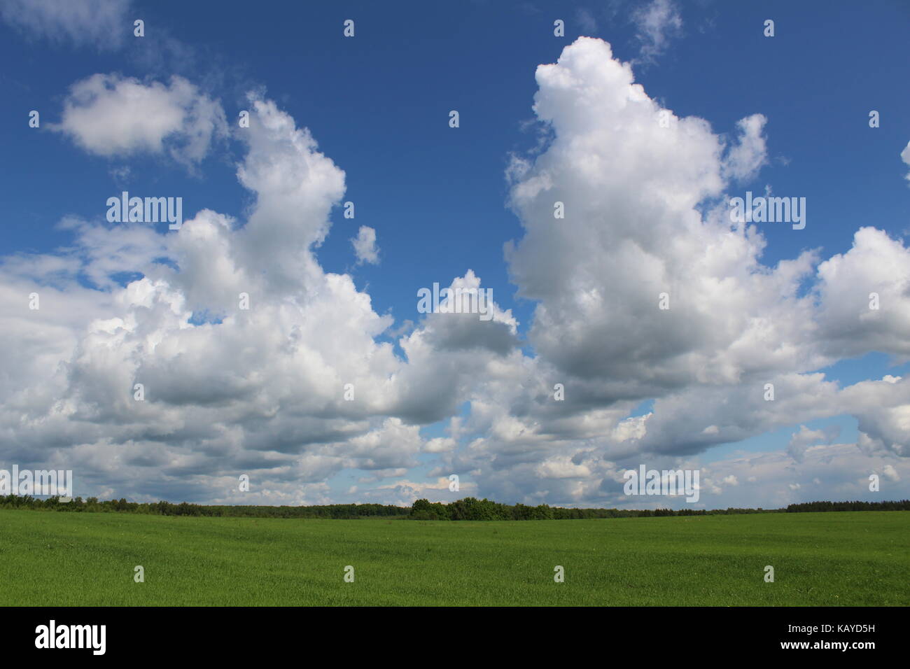 Beautiful cumulus clouds in the sky above the green field Stock Photo ...
