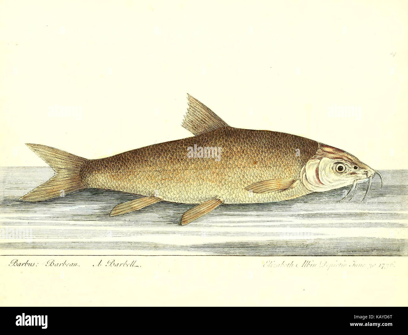 The history of esculent fish (Plate 1) (6384077837 Stock Photo - Alamy