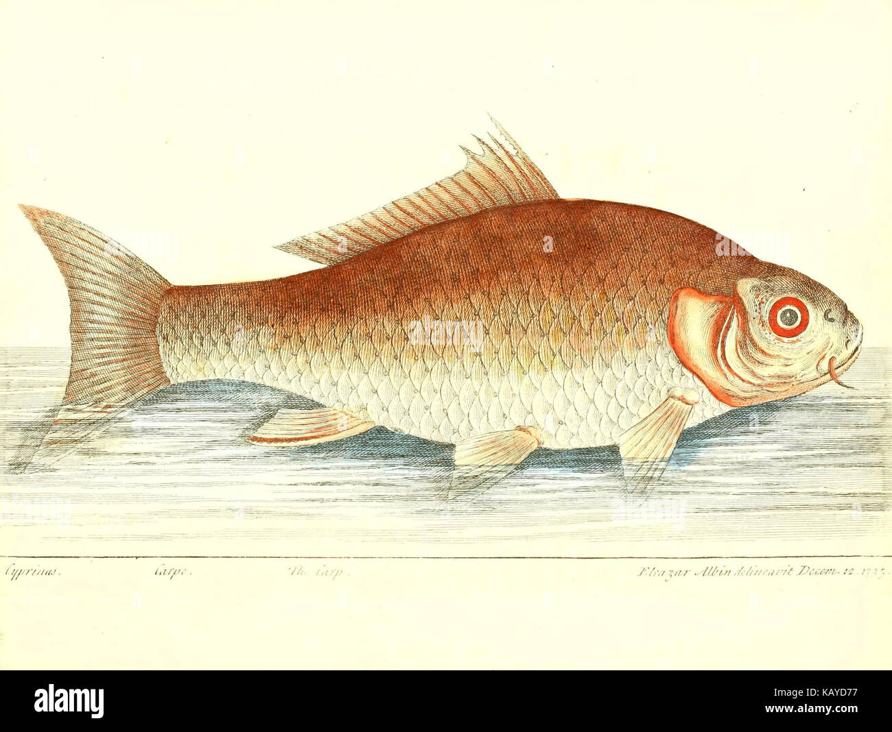 The history of esculent fish (Plate 2) (6384078371 Stock Photo - Alamy
