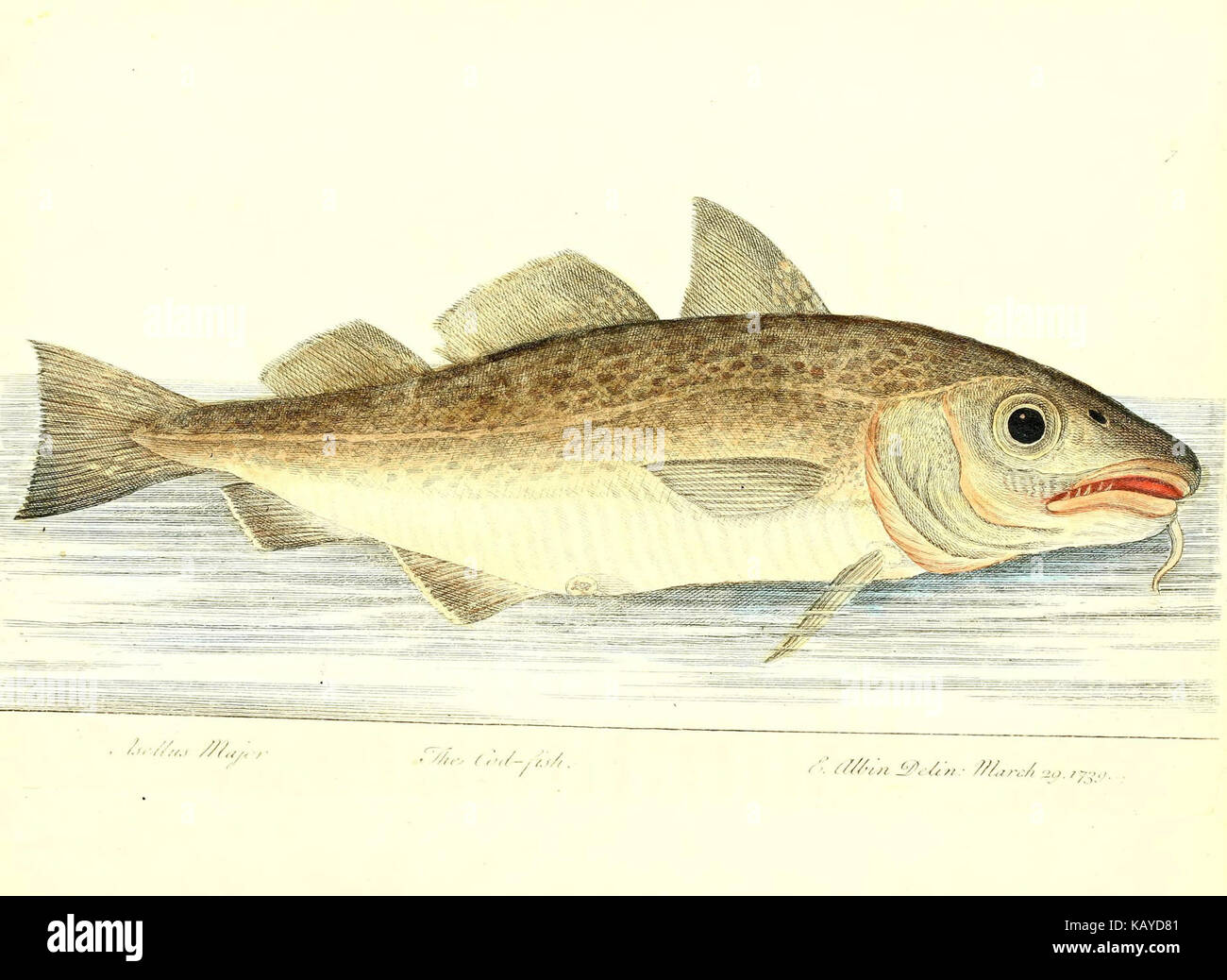 The history of esculent fish (Plate 4) (6384079643 Stock Photo - Alamy