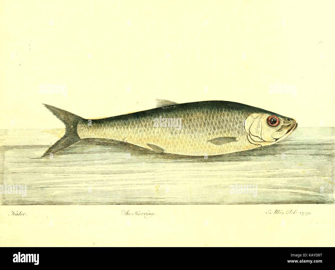 The history of esculent fish (Plate 6) (6384080505 Stock Photo - Alamy