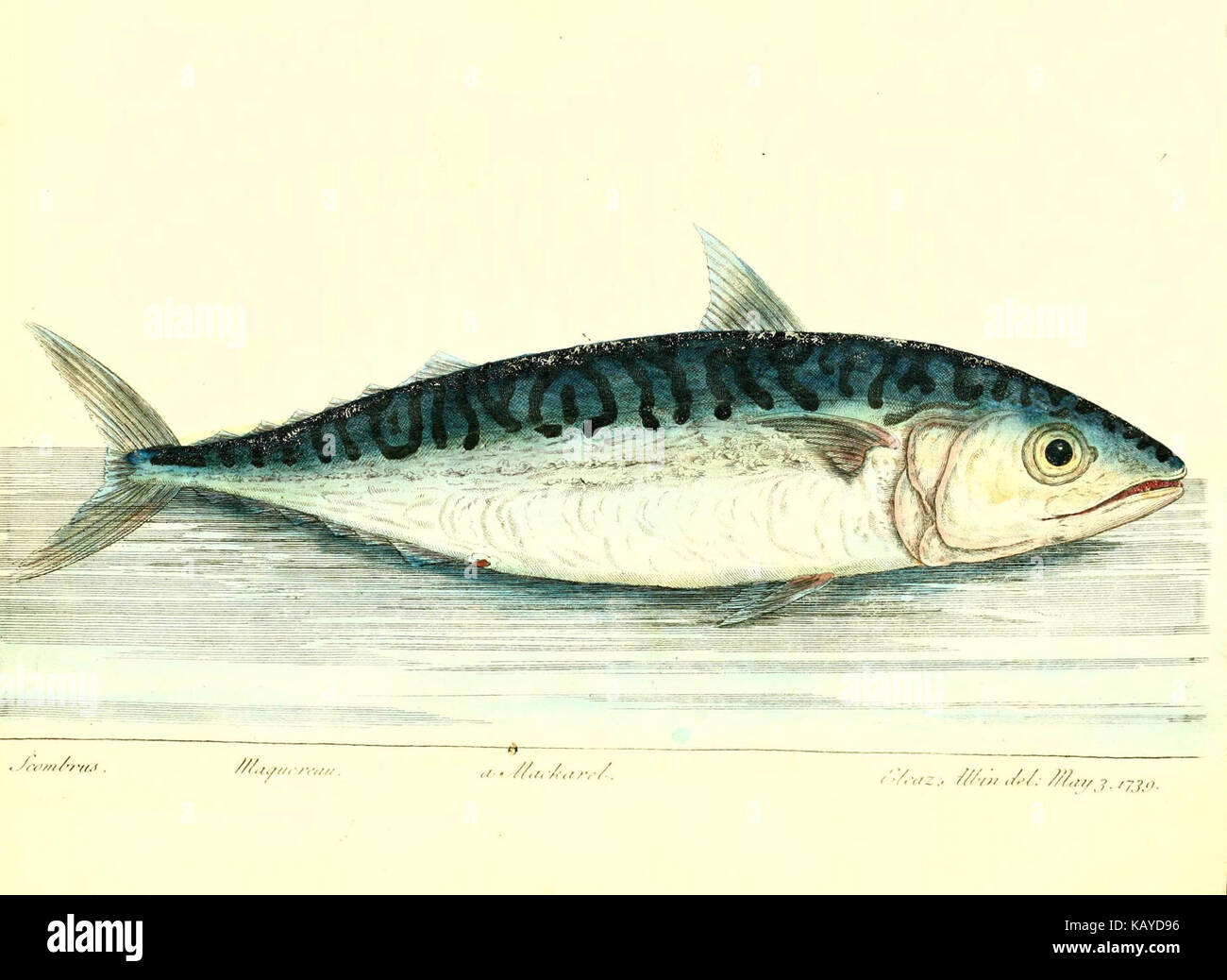 The history of esculent fish (Plate 7) (6384080949 Stock Photo - Alamy