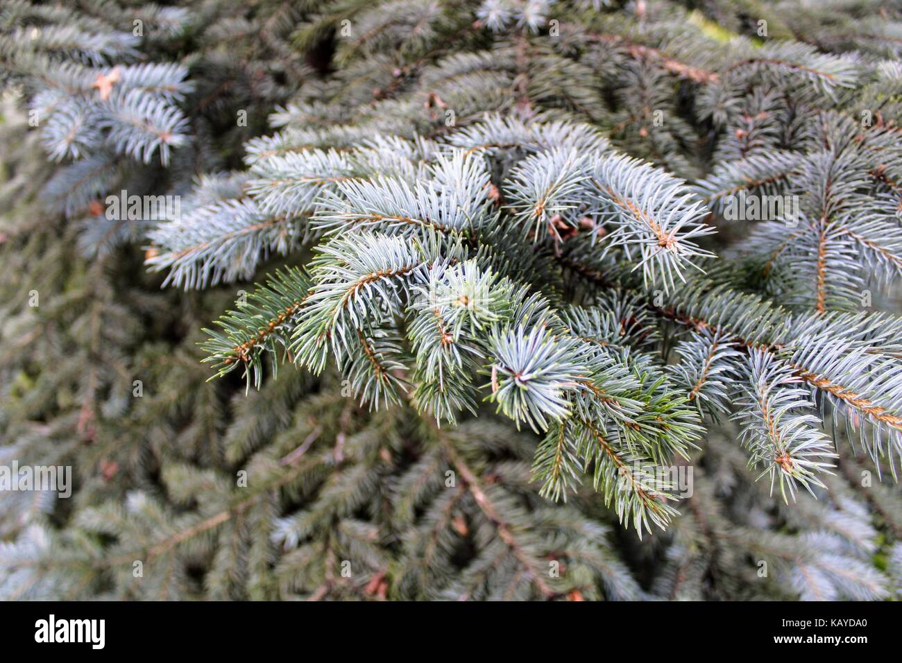 Black spruce hi-res stock photography and images - Alamy