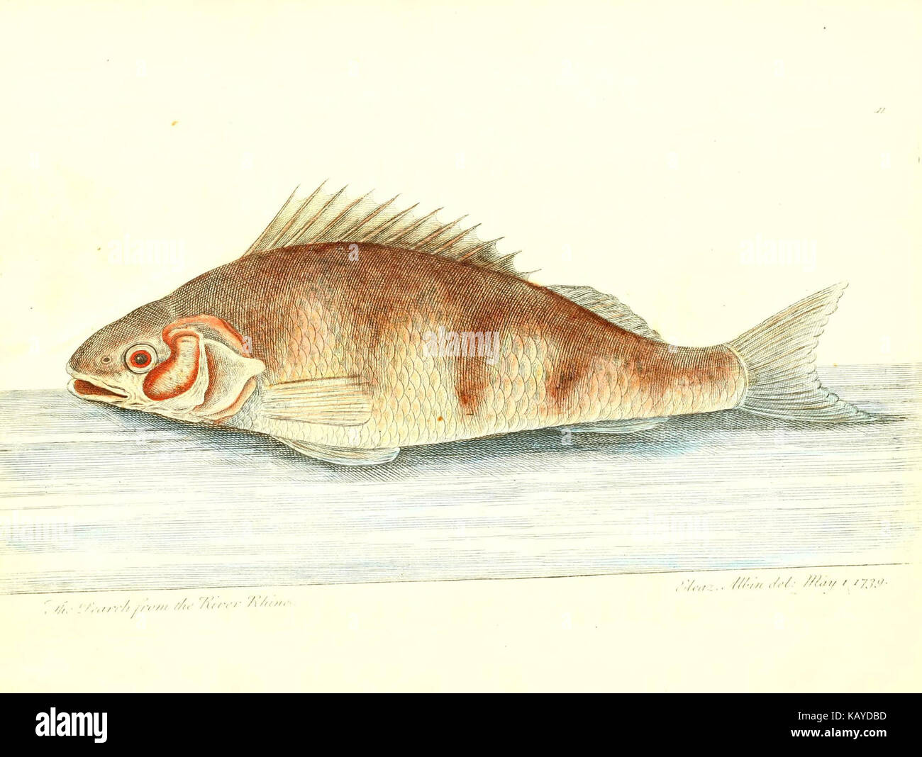 The history of esculent fish (Plate 11) (6384082989 Stock Photo - Alamy