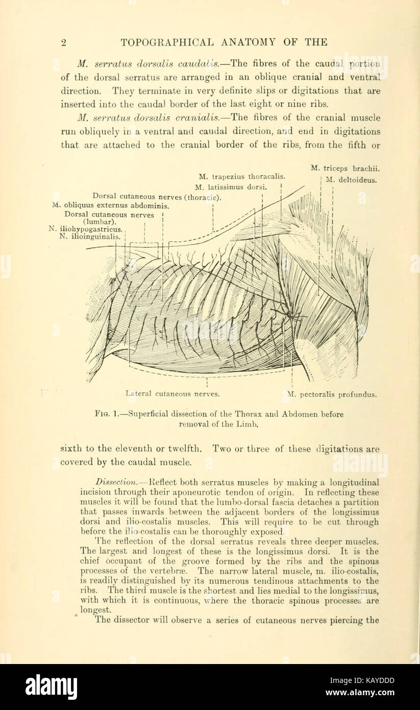 The topographical anatomy of the thorax and abdomen of the horse (Page ...