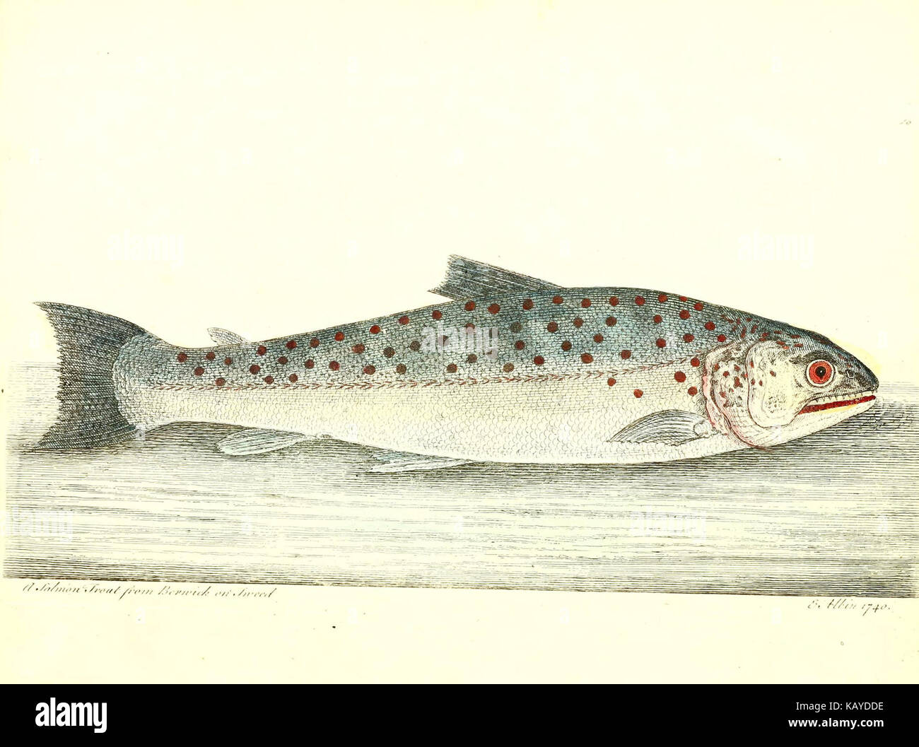 The history of esculent fish (Plate 16) (6384085681 Stock Photo - Alamy