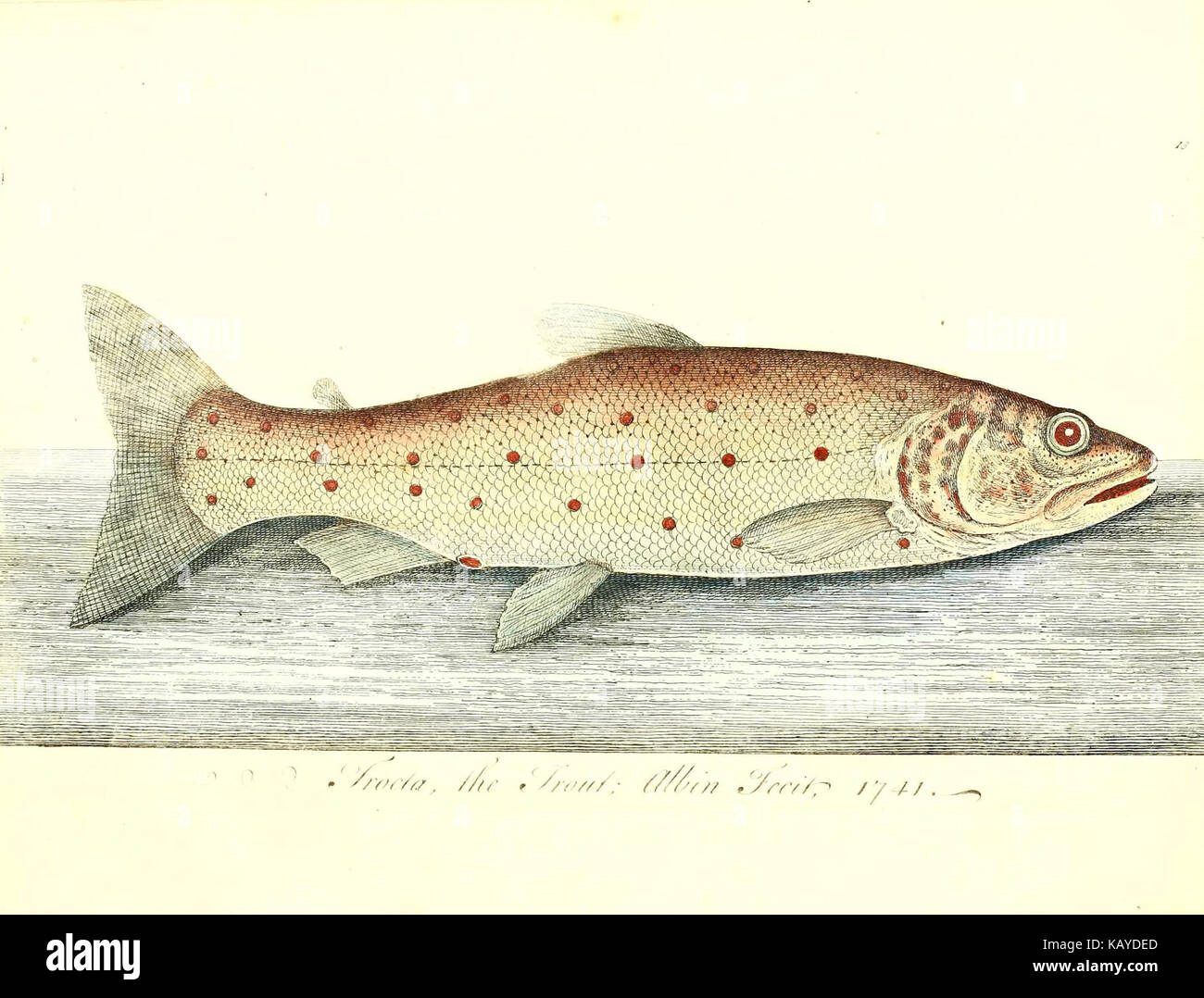 Esculent fish hi-res stock photography and images - Alamy