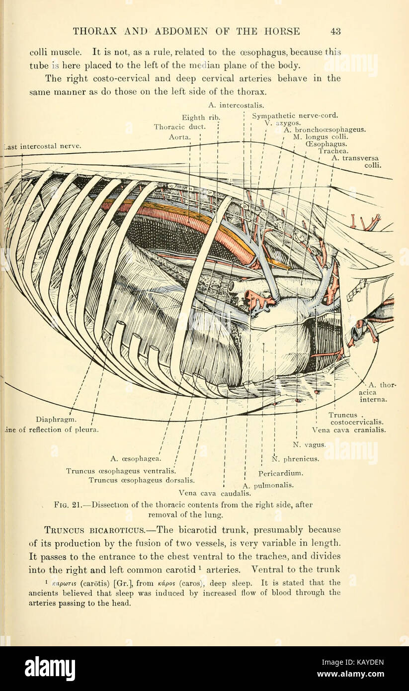 The topographical anatomy of the thorax and abdomen of the horse (Page ...