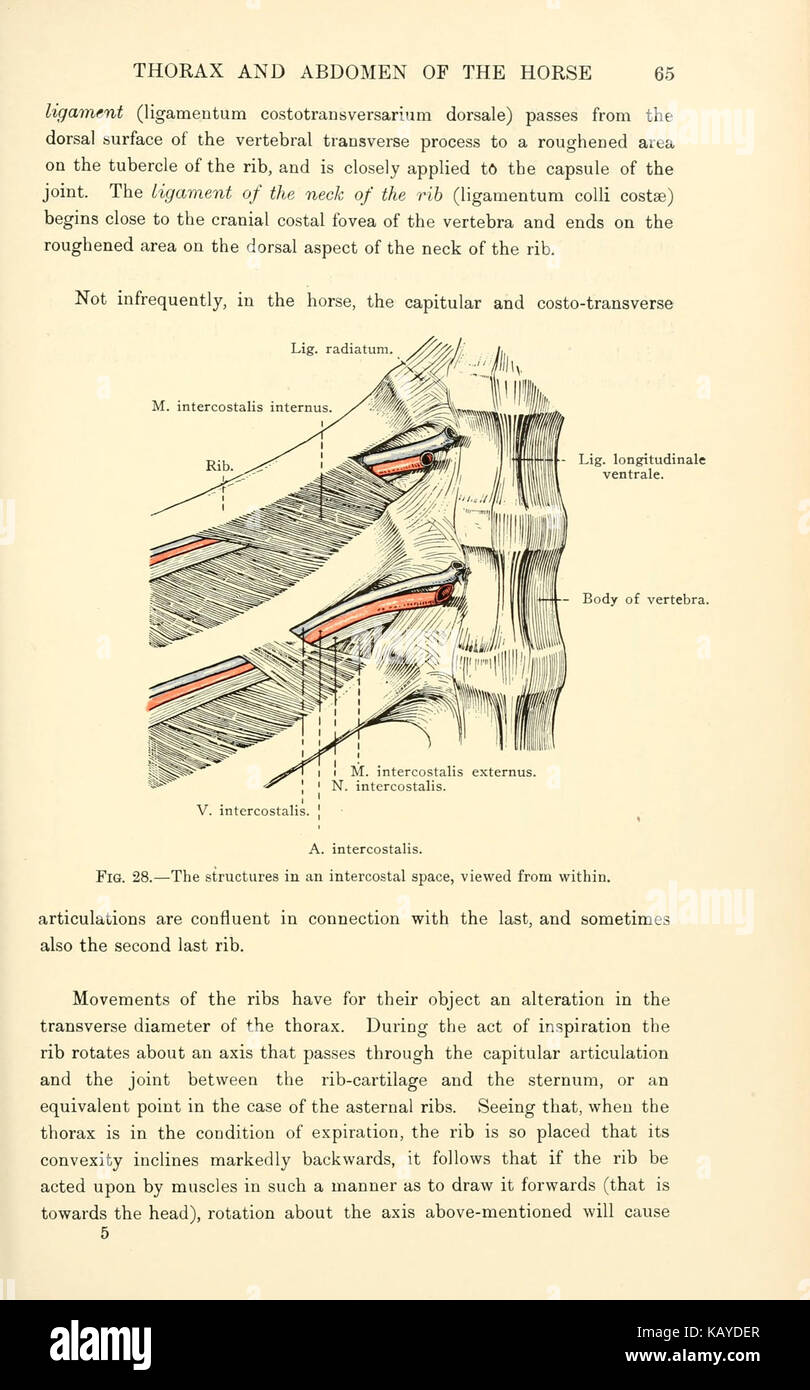 The topographical anatomy of the thorax and abdomen of the horse (Page ...