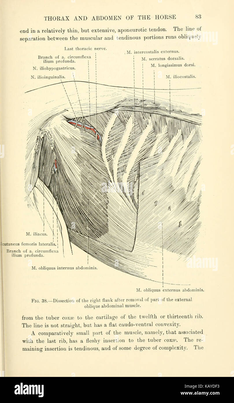The topographical anatomy of the thorax and abdomen of the horse (Page ...