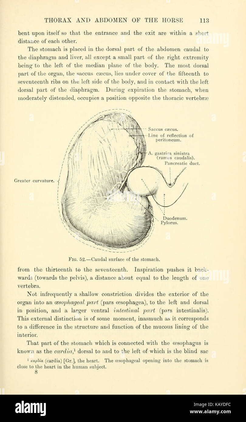 The topographical anatomy of the thorax and abdomen of the horse (Page ...