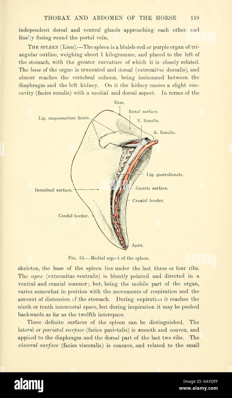 The topographical anatomy of the thorax and abdomen of the horse (Page ...