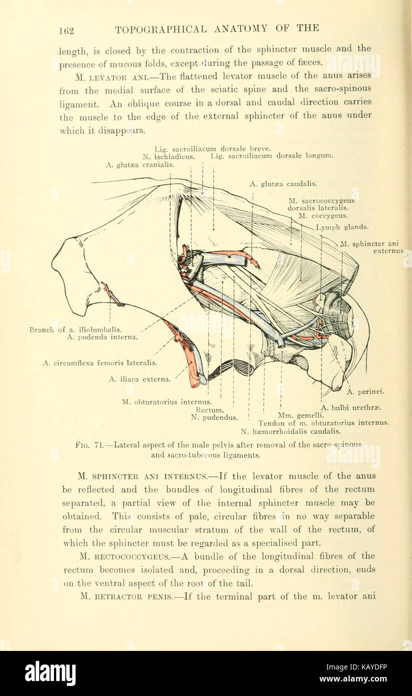 The topographical anatomy of the thorax and abdomen of the horse (Page ...