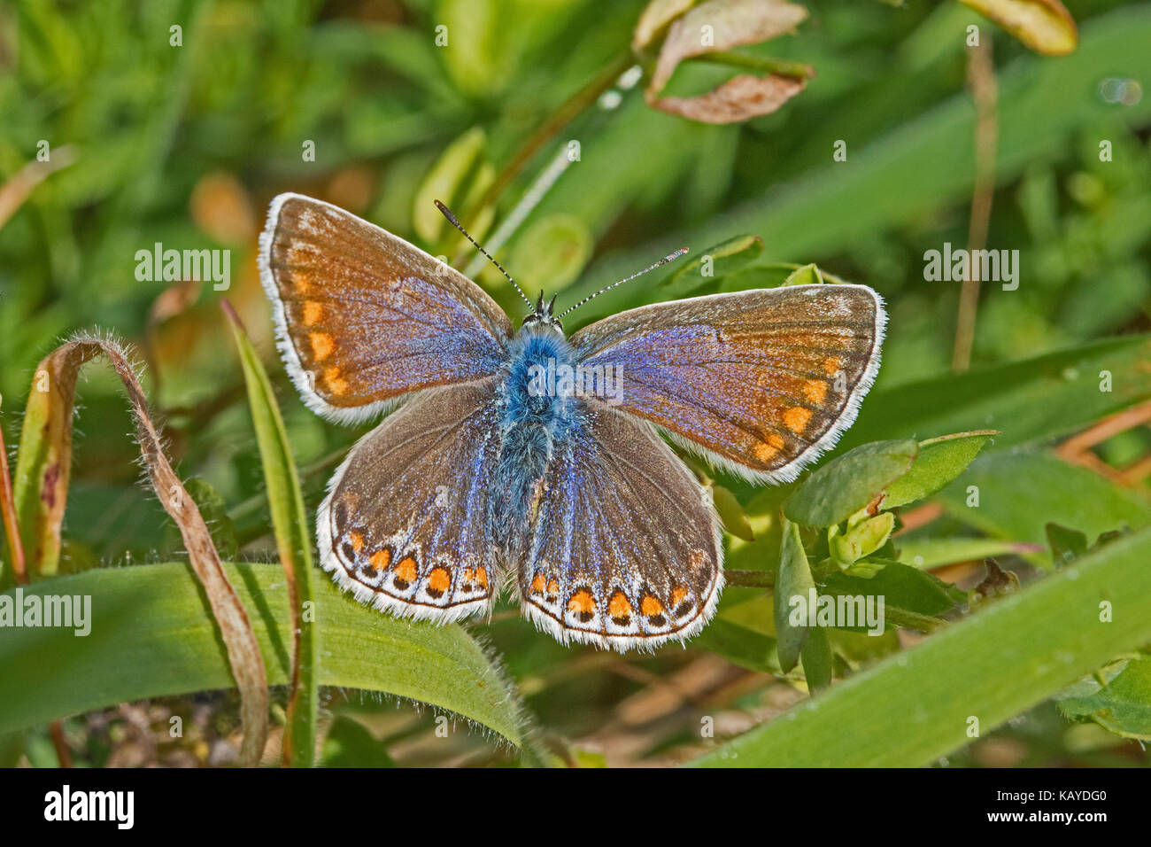 Female Common Blue (Polyommatus icarus Stock Photo - Alamy