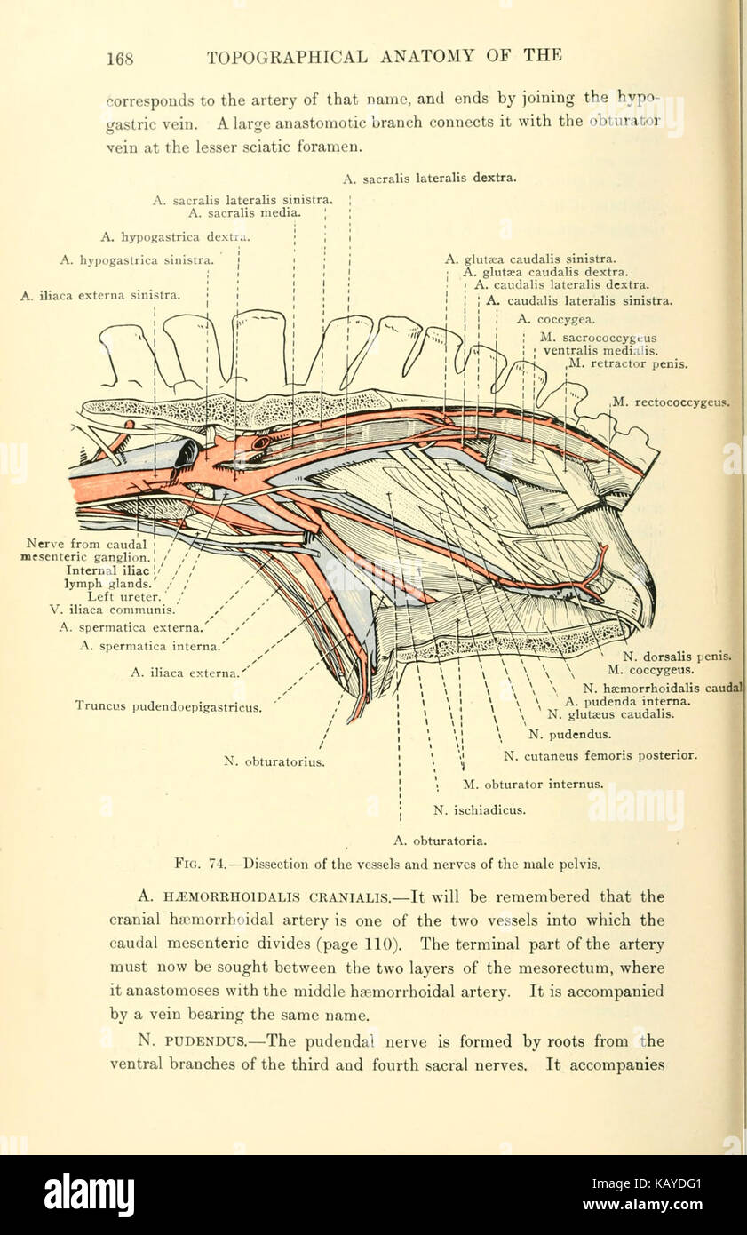 The topographical anatomy of the thorax and abdomen of the horse (Page ...