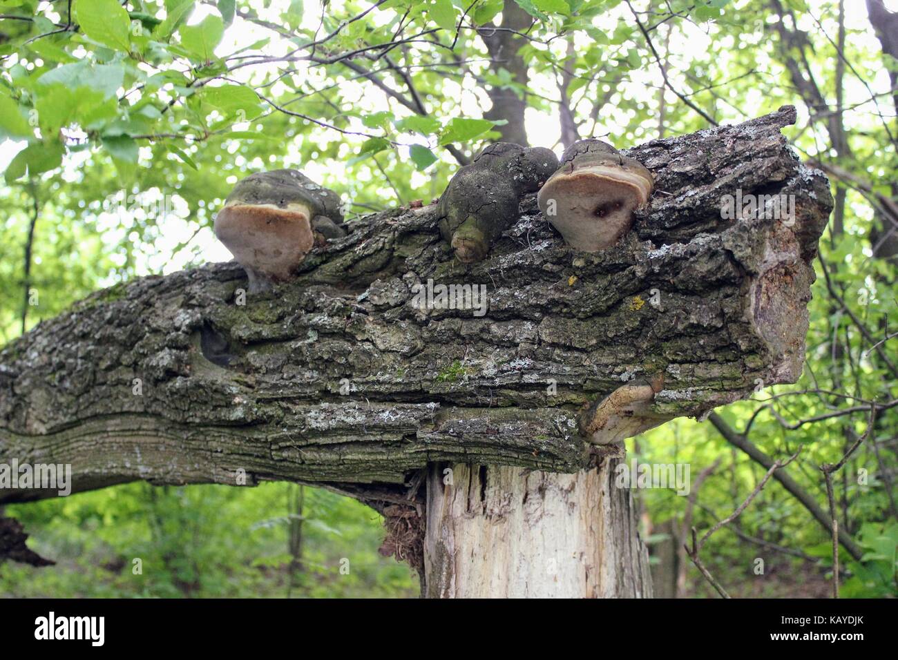 The wood fungus grew on the trunk of a tree thrown by a storm Stock ...