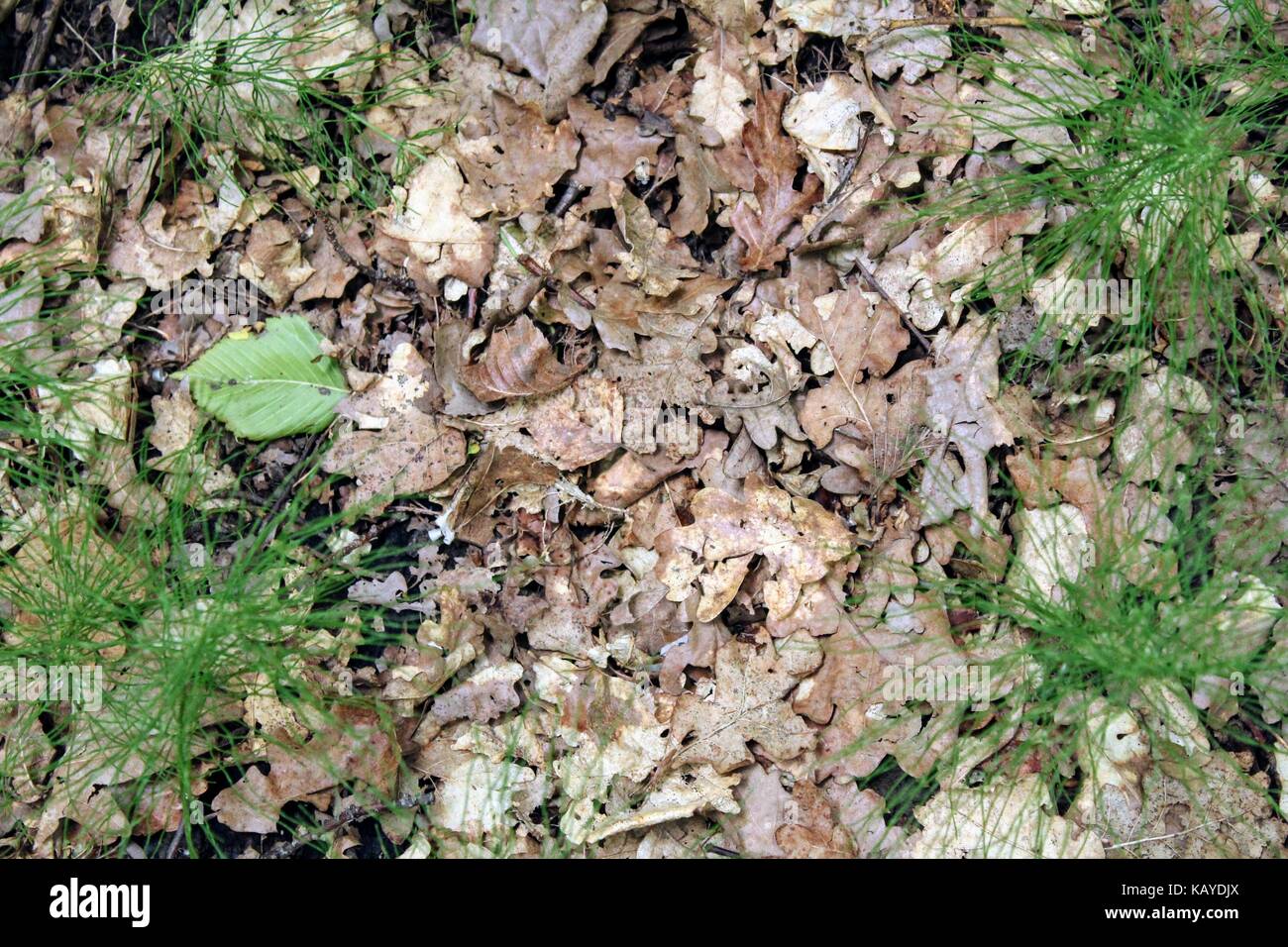 Forest substrate - last year's oak leaves and fresh green shoots of ...