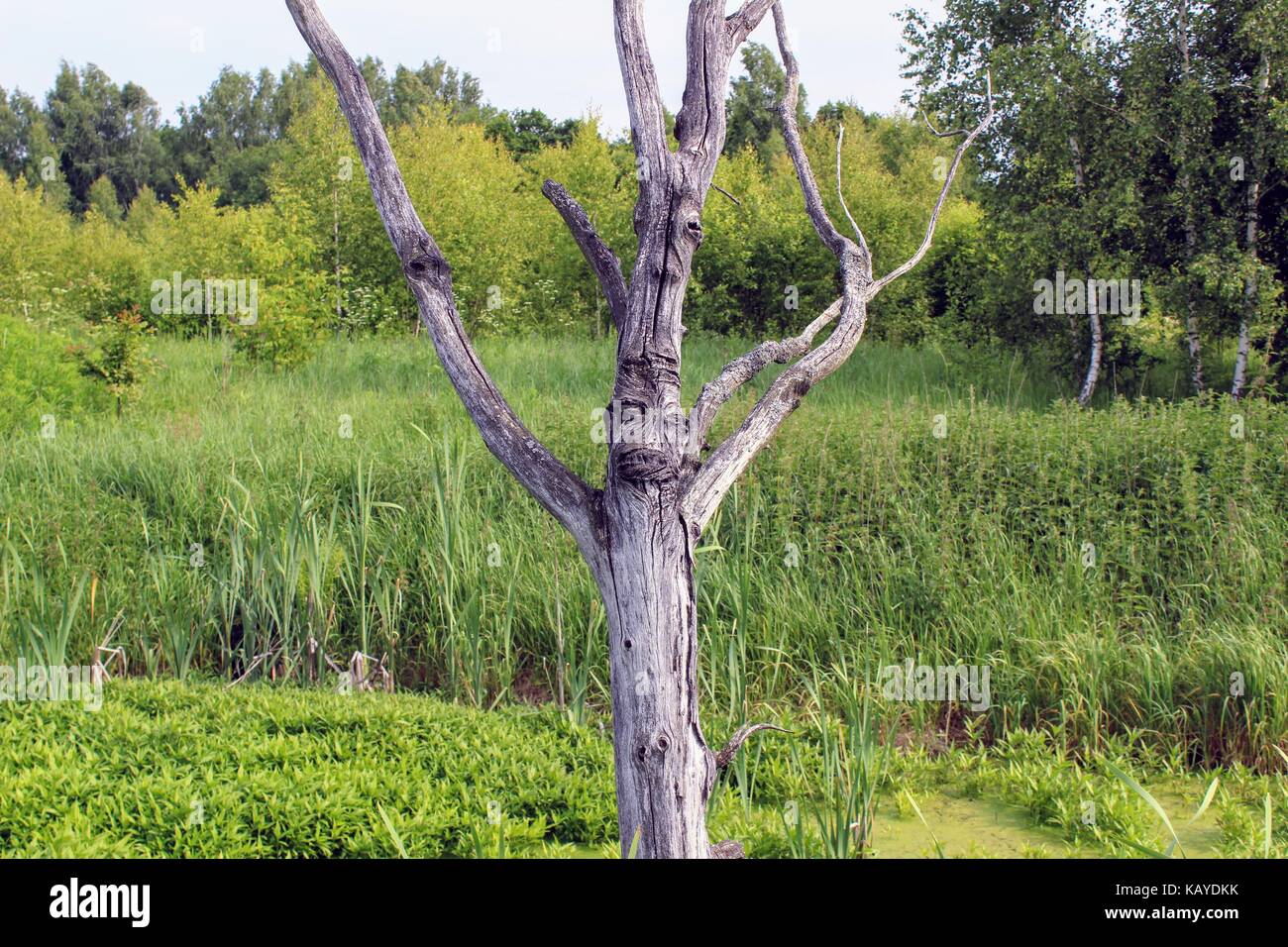 Dry tree on the edge of the swamp. In a woody texture, you can easily ...