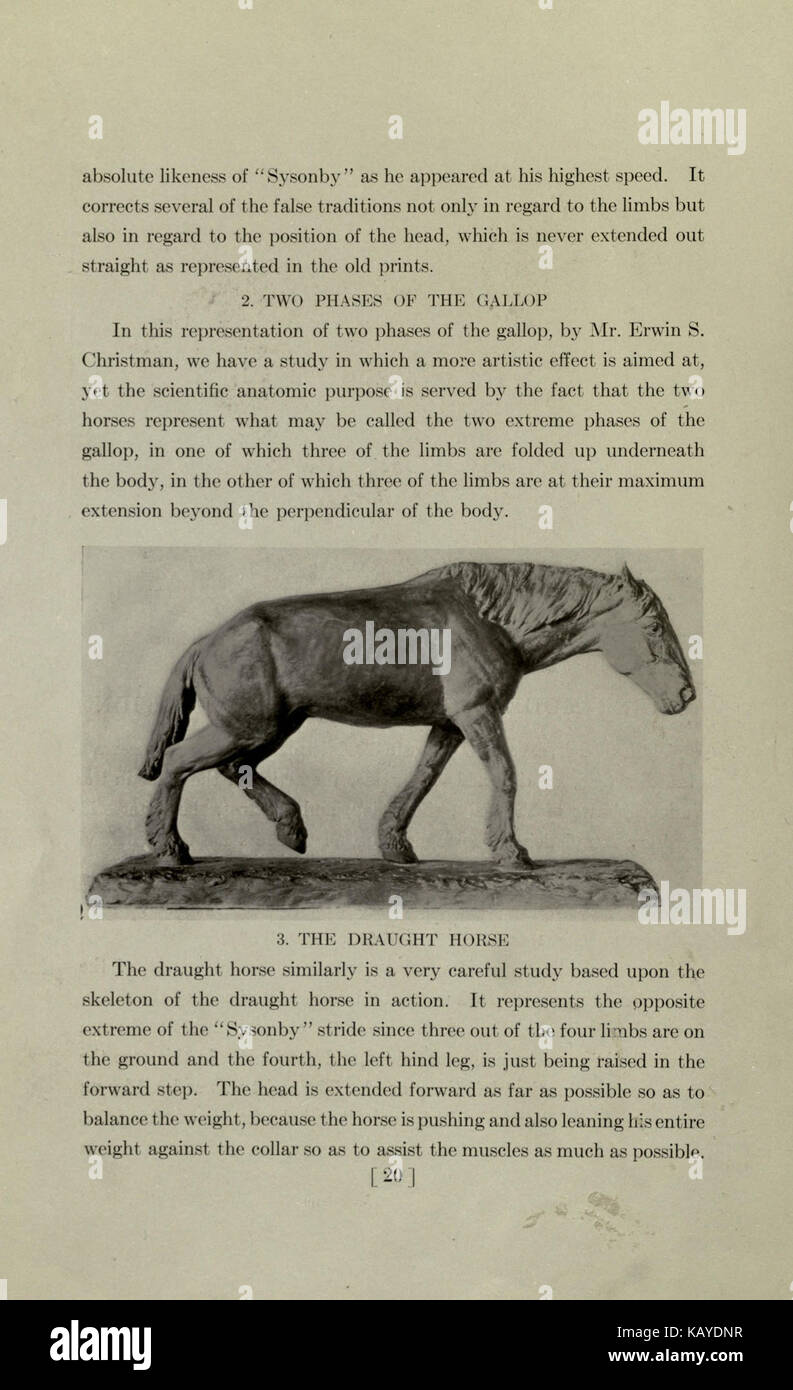 The horse, past and present, in the American Museum of Natural History ...