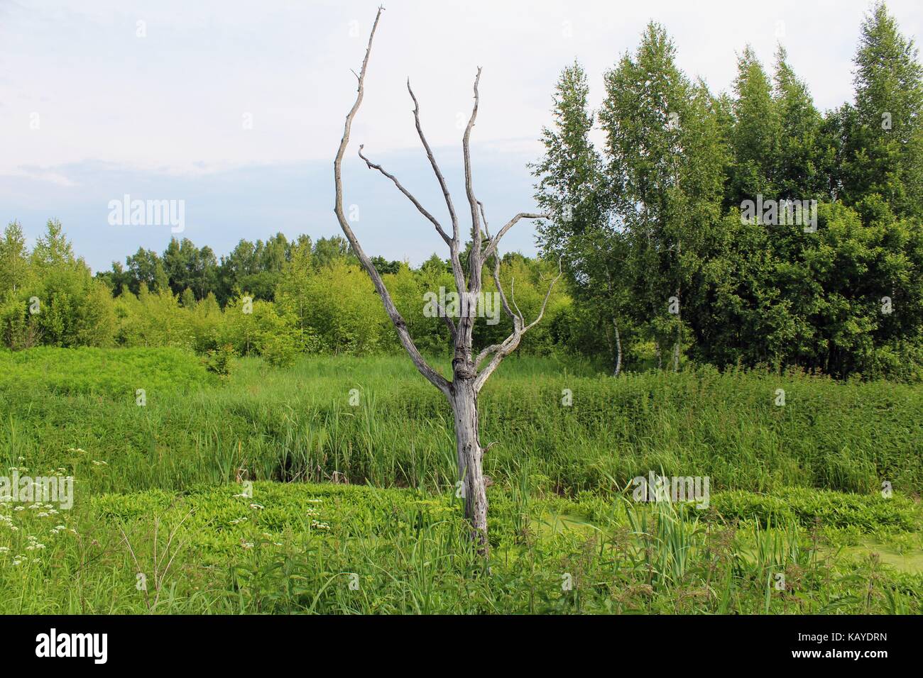 Dry tree on the edge of the swamp. In a woody texture, you can easily ...