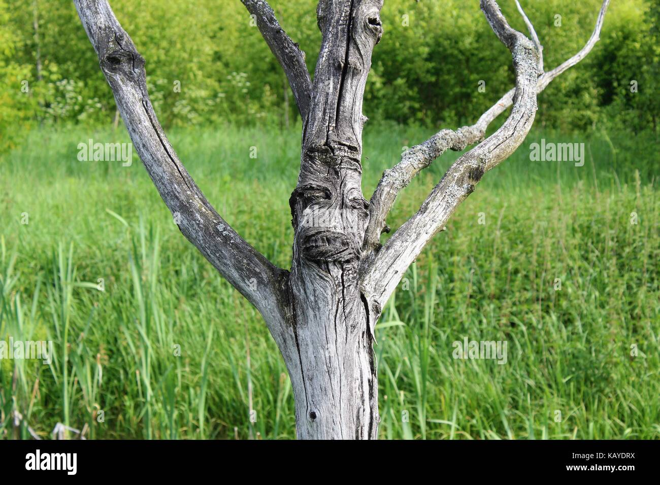 Tree trunk eyes nose mouth hi-res stock photography and images - Alamy