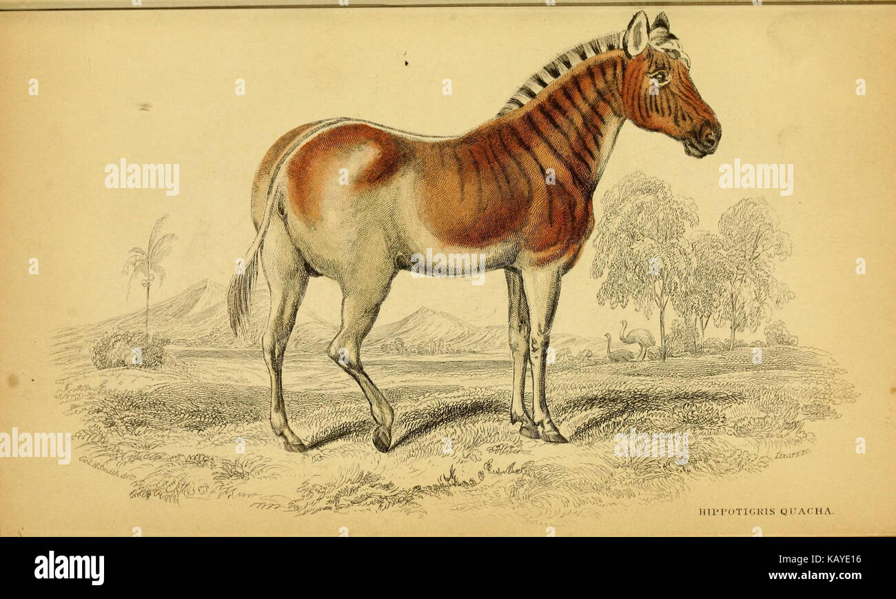 The natural history of horses (Plate XXIV) (6441431595 Stock Photo - Alamy