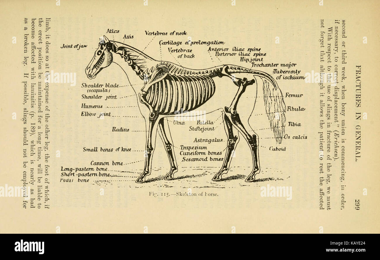 Preventive veterinary medicine hi-res stock photography and images - Alamy