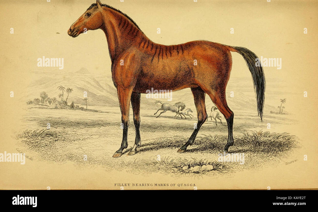 The natural history of horses (Plate XXVI) (6441432459 Stock Photo - Alamy