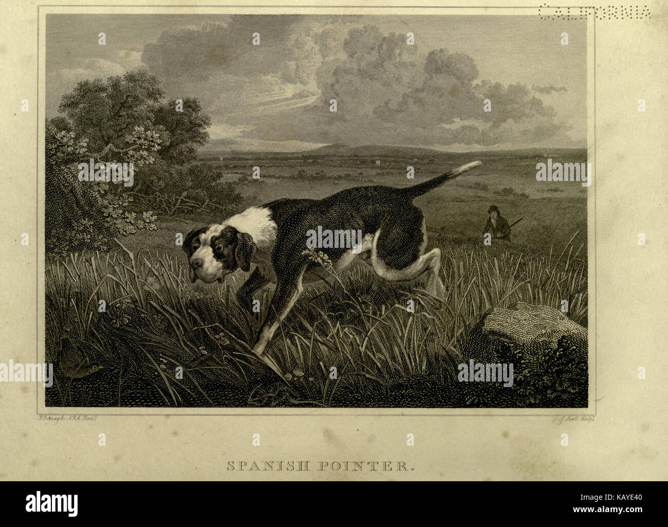 The sportsman's repository (Plate 30) BHL22490564 Stock Photo - Alamy