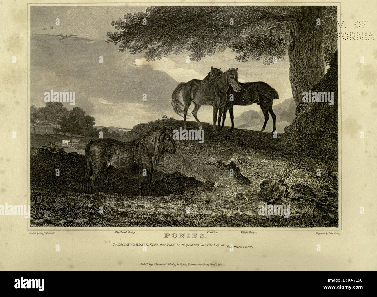 The sportsman's repository (Plate 13) BHL22490430 Stock Photo - Alamy