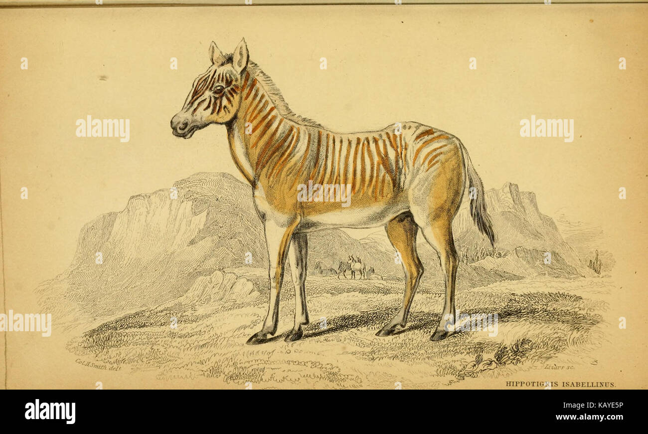 This plate from 'The Natural History of Horses' depicts various horse ...