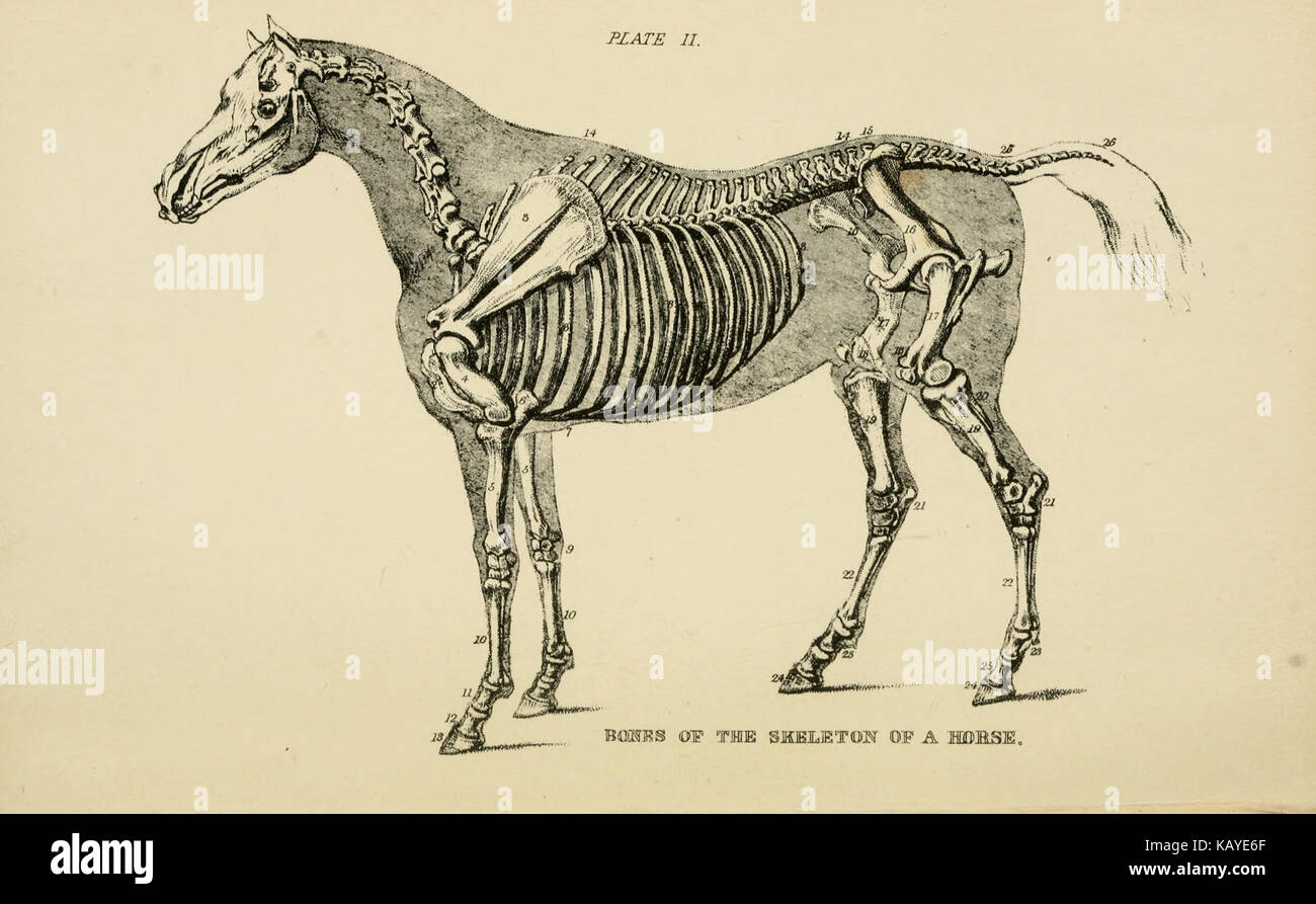 The management and treatment of the horse in the stable, field, and on ...