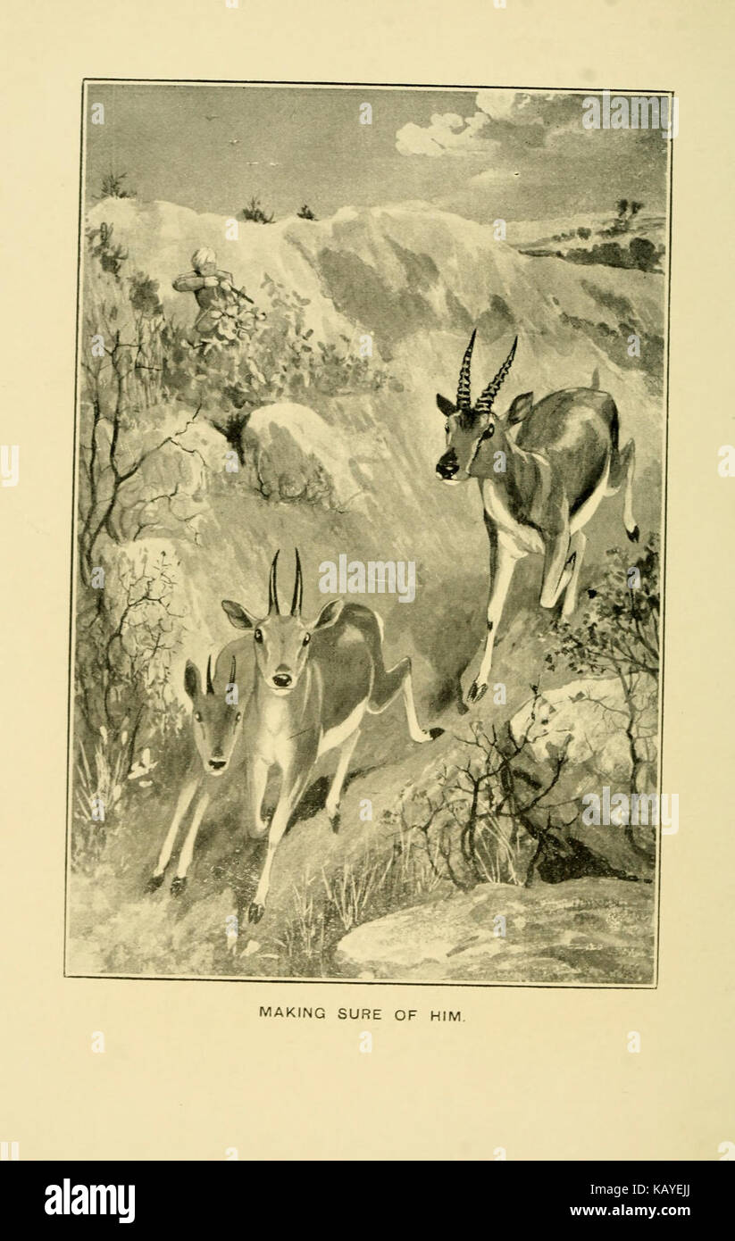 Water snaffle hi-res stock photography and images - Alamy