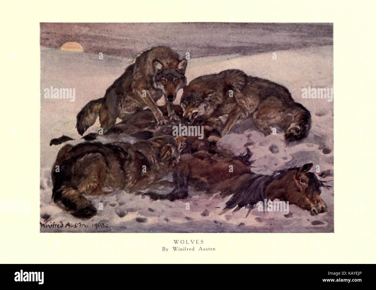 This illustration from 'The Wild Beasts of the World' showcases various ...