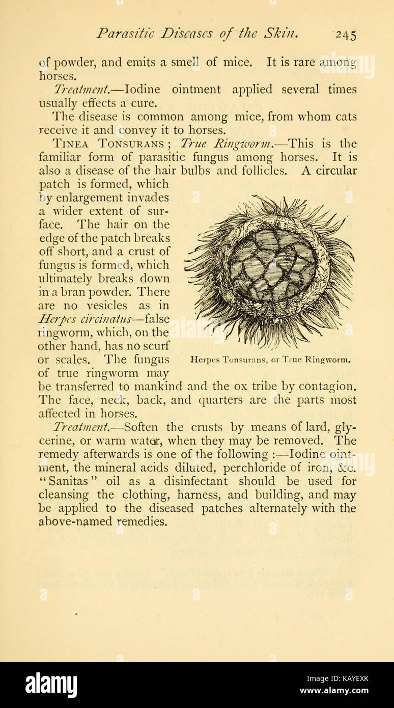 The horse (Page 245) BHL22982352 Stock Photo - Alamy